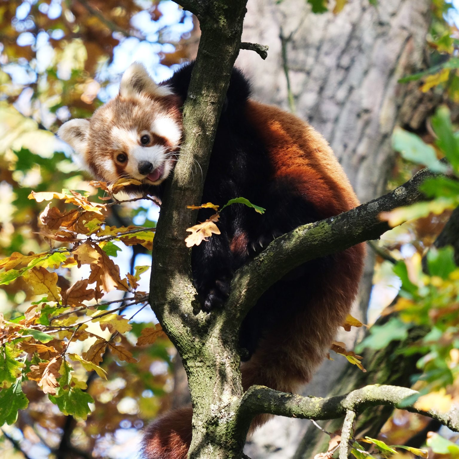 Neue Schweriner Schnute: „Nila“ erobert Herzen | SN-AKTUELL